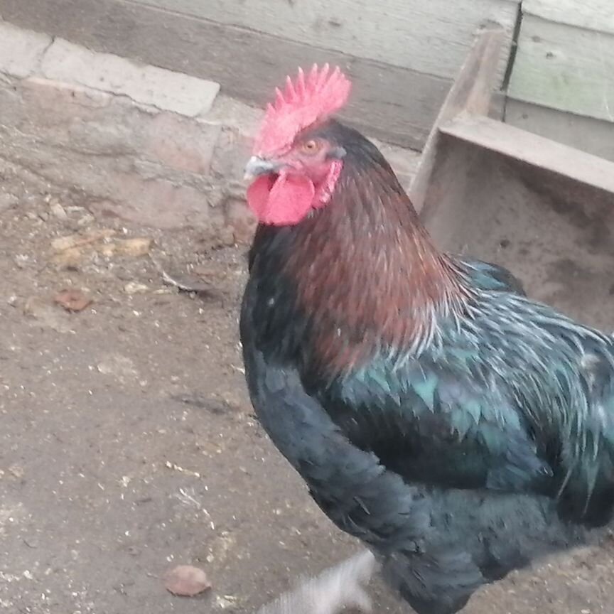 Петух, индюк