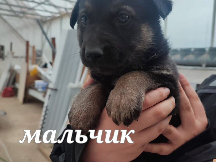 Собака в добрые руки отдам бесплатно