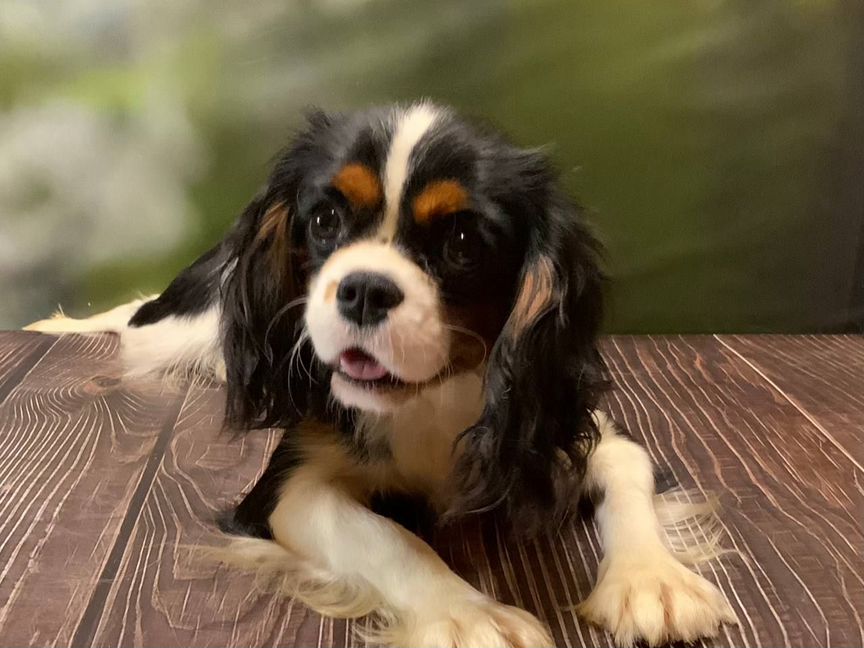 Подрощенная сука кавалер кинг чарлз спаниель