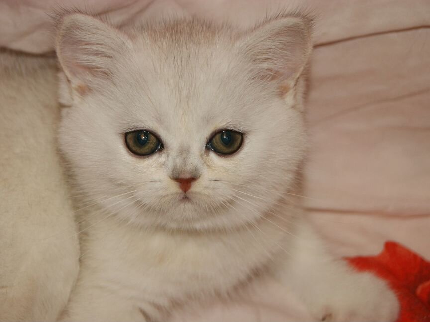 Два сыночка и лапочка дочка