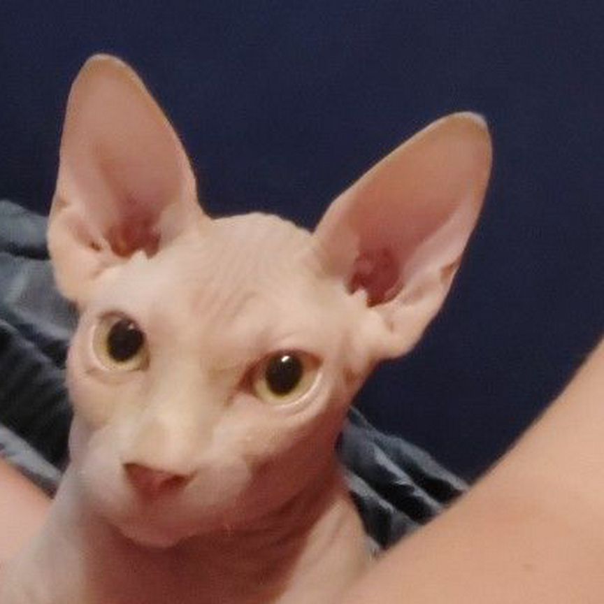 Канадский сфинкс котик