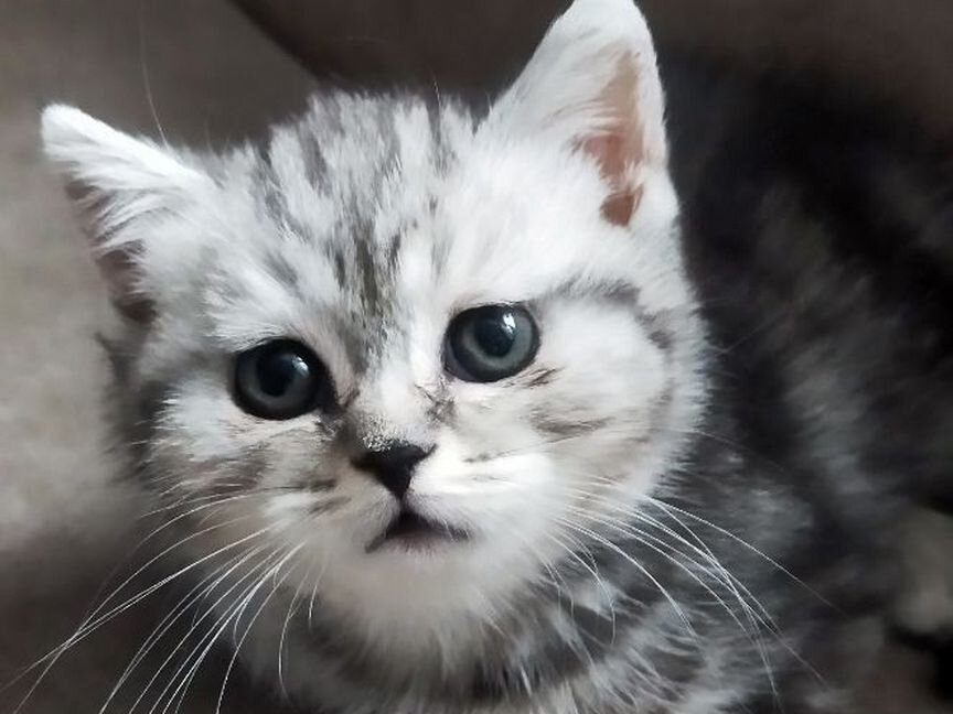 Шотландские прямоухие котята