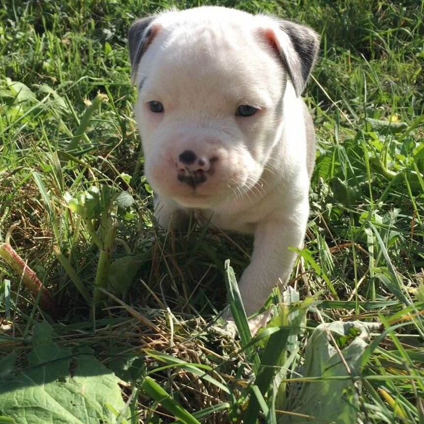 Премиум малыши аст от чемпионов