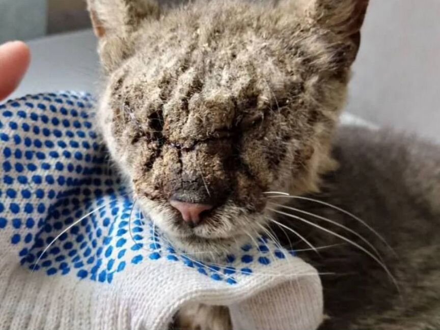 На лечение и корм кошечке