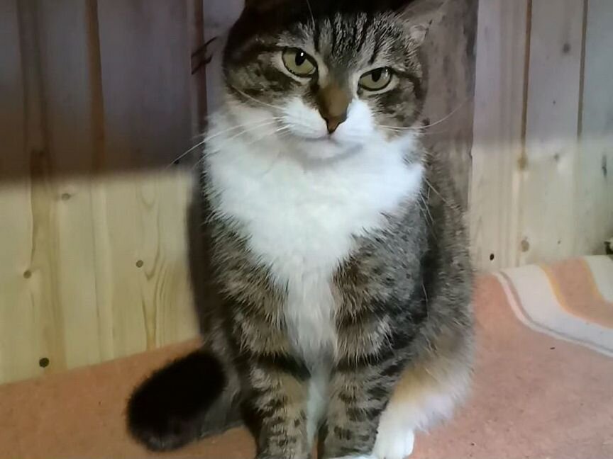 Кошки в добрые руки бесплатно