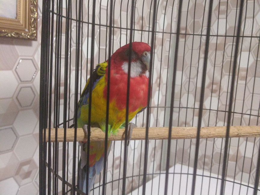 Попугай Разела