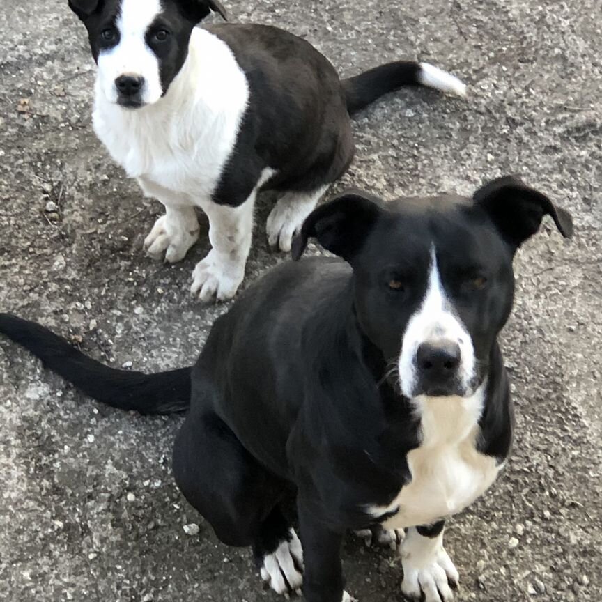 Собака стафф и 2 щенка