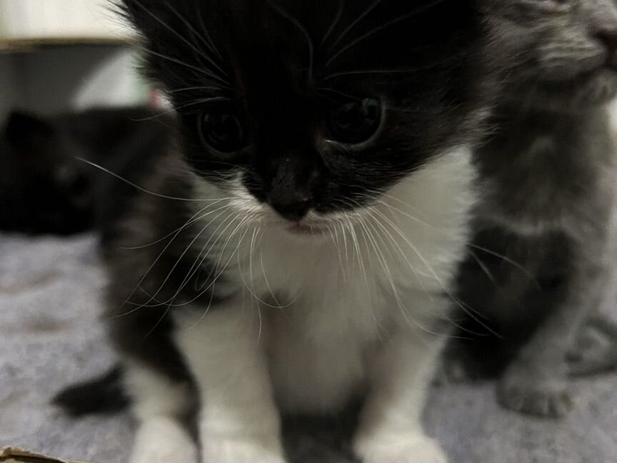 Котята в добрые руки