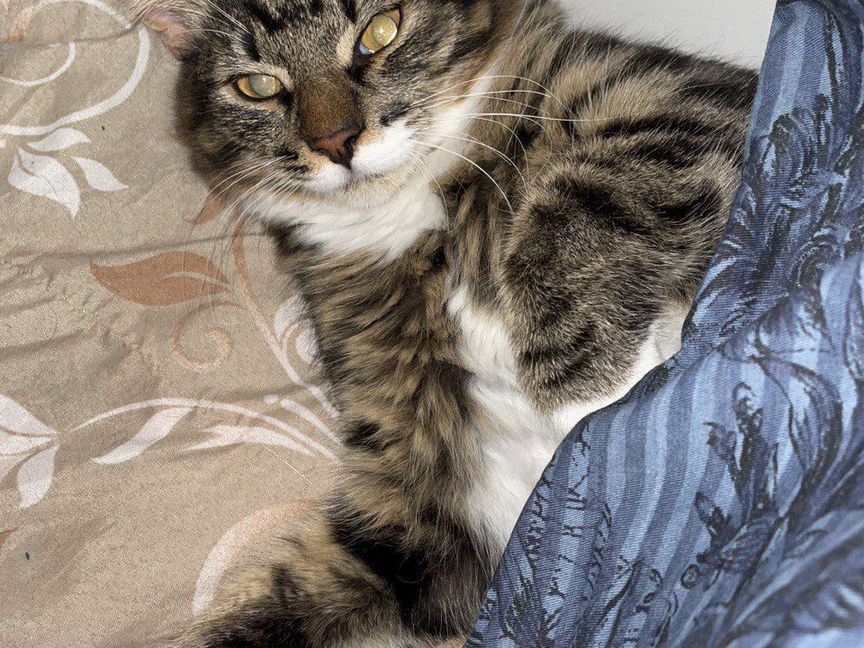 Котенок в семью