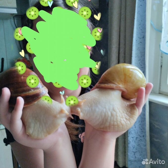 Улитки ахатины