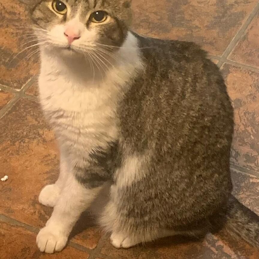 Взрослый кот в добрые руки