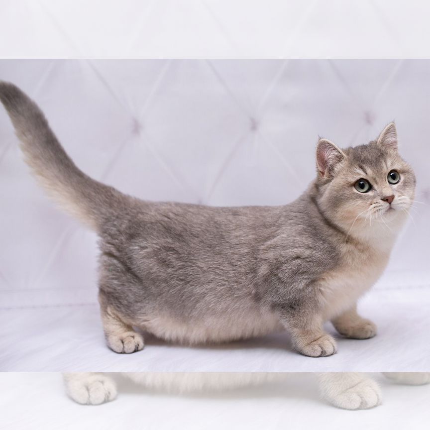 Коты манчкин