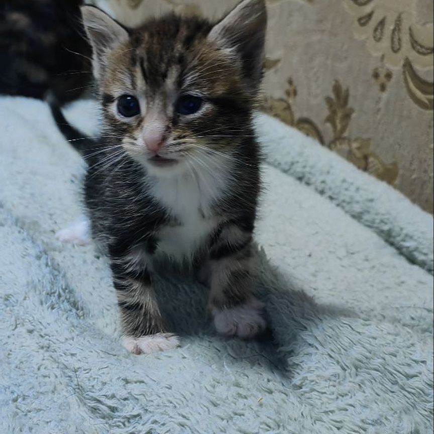 Котята в добрые руки приучены к лотку