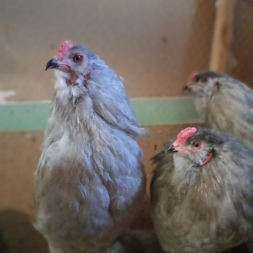 Петушки Амераукана