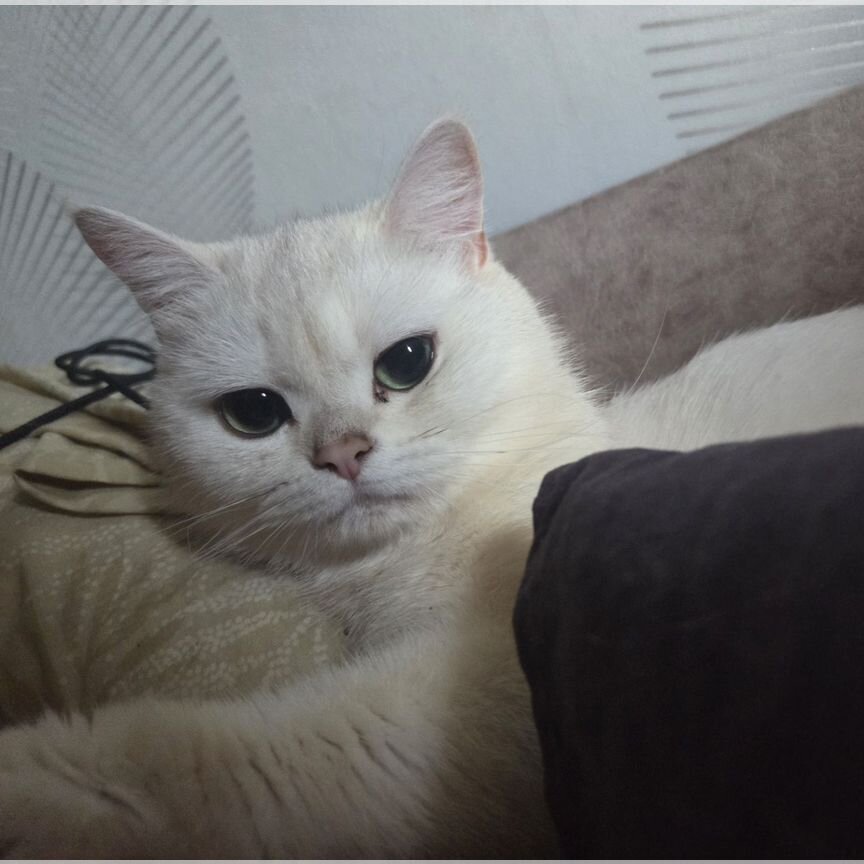 Британский короткошёрстный котёнок