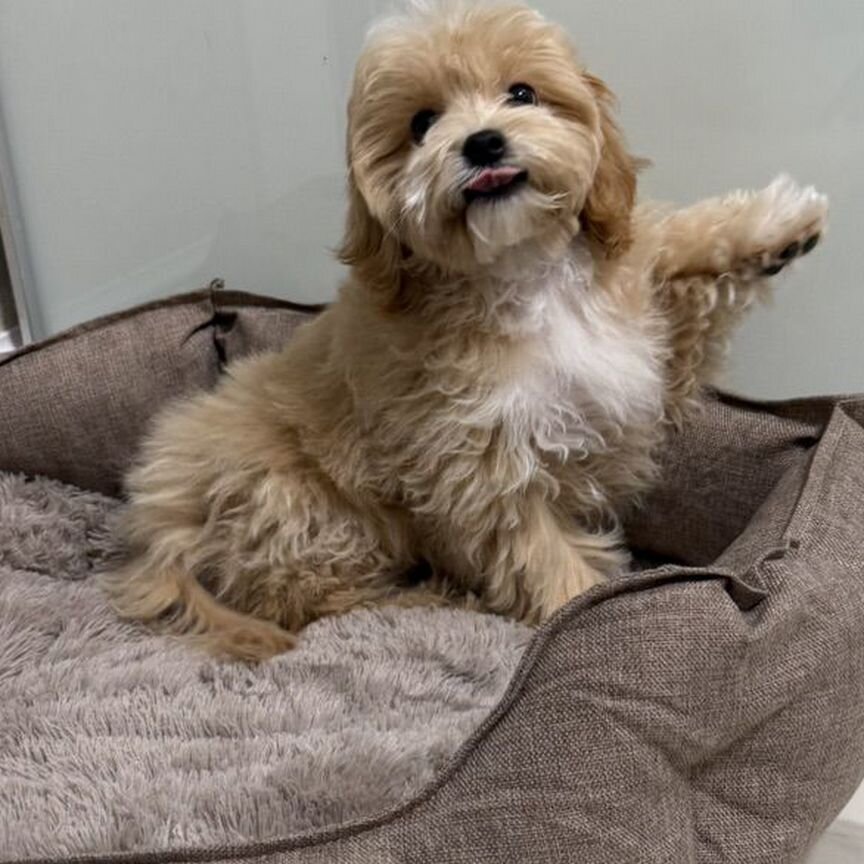 Мальтипу, щенок