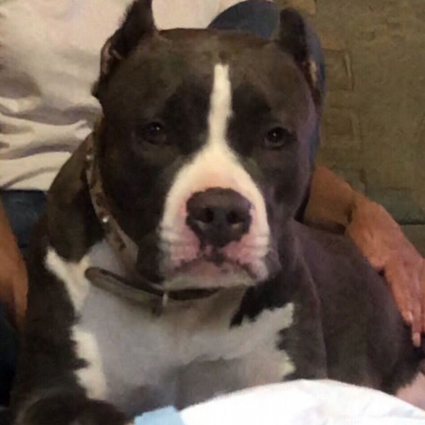 Американский булли, взрослая собака