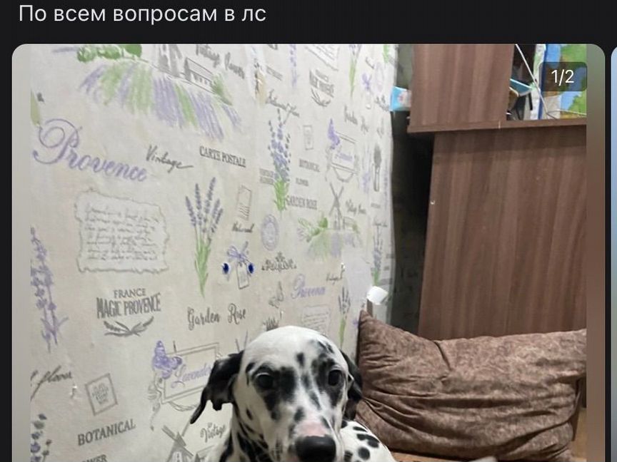 Далматинец