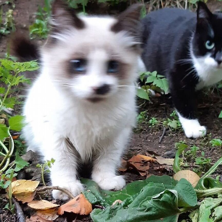 Котенок в добрые руки