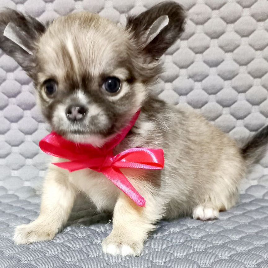 Чихуахуа, щенок