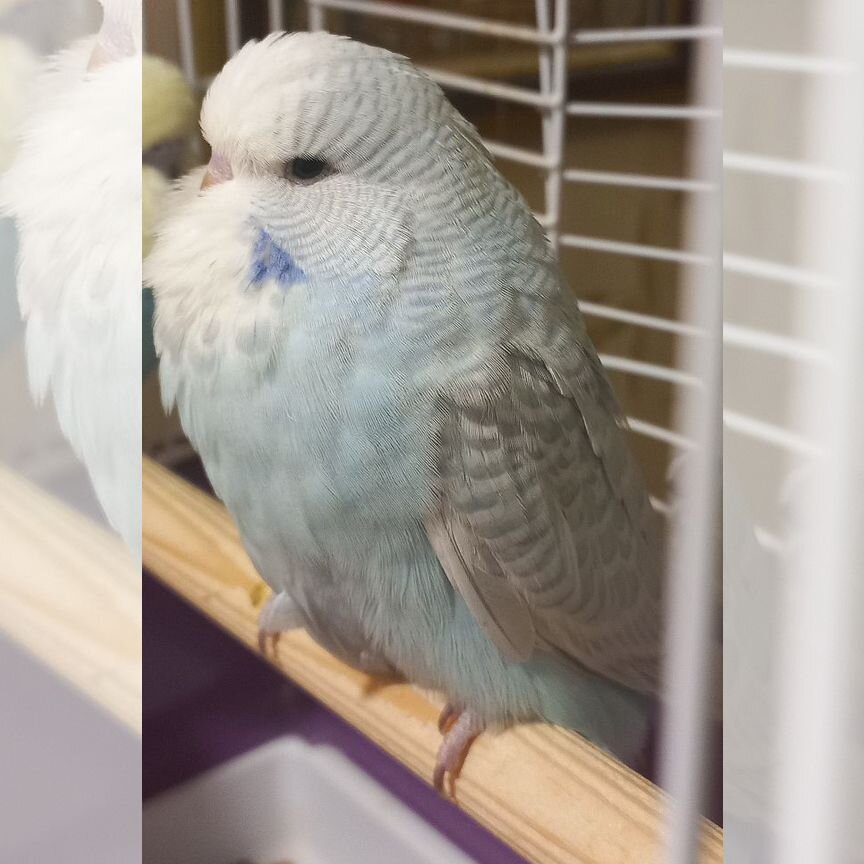 Выставочный волнистый попугай, ввп чех