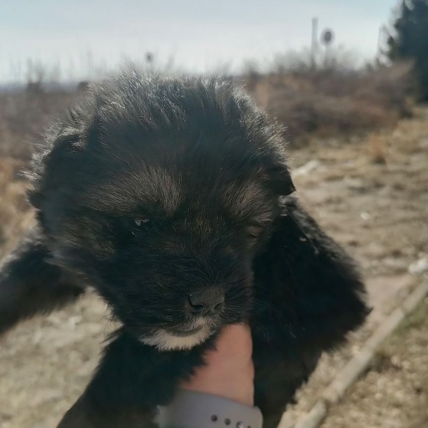 Мальчишка Тотондий ищет дом, будет небольшой