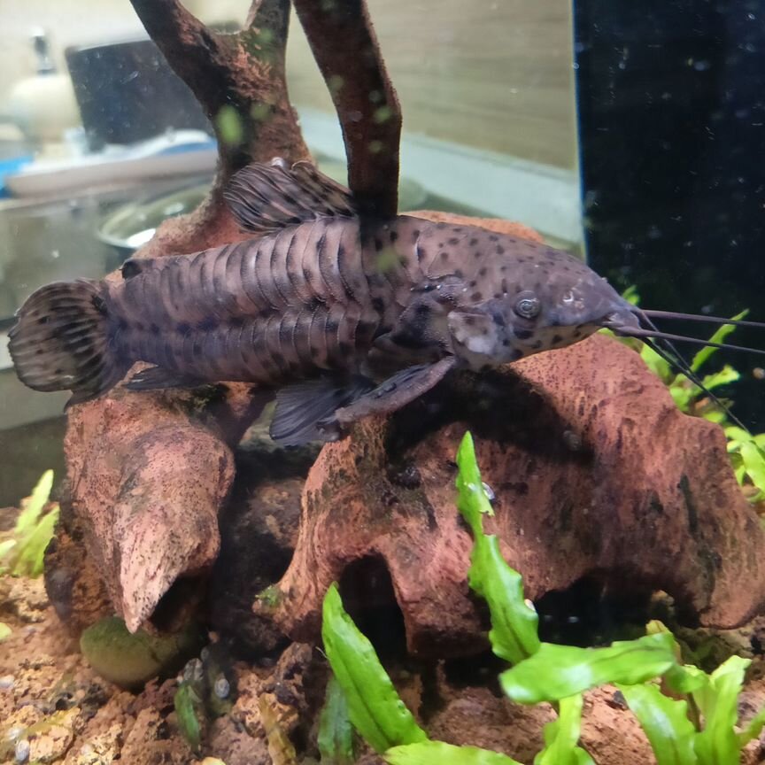 Сомик и тернеция