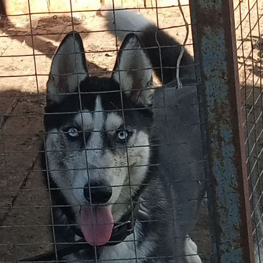 Сибирский хаски