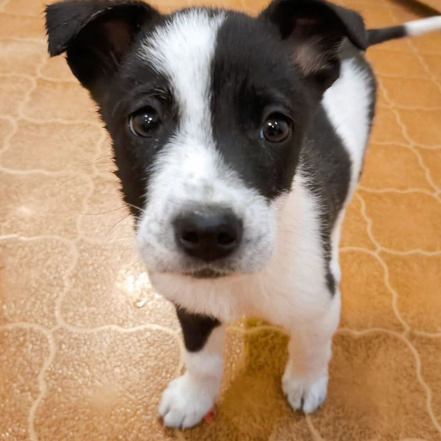 Чудесный малыш в добрые руки