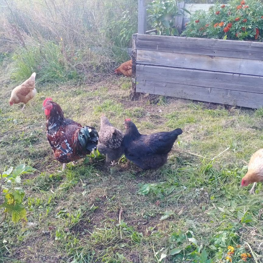 Продам курей несушек