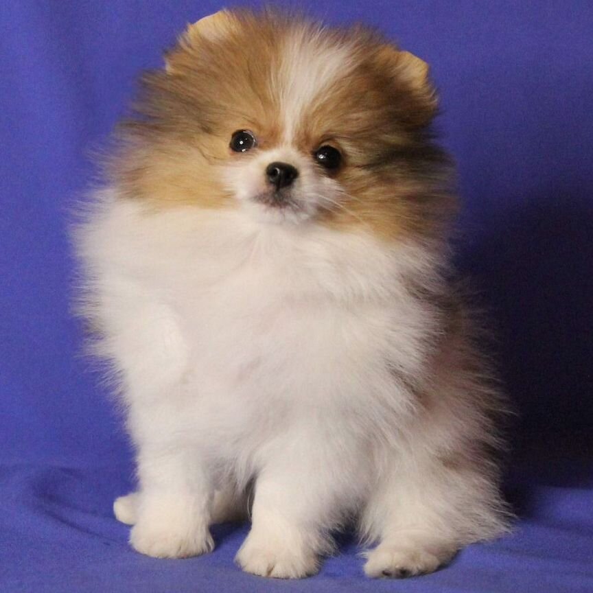 Очаровательный щенок шпица