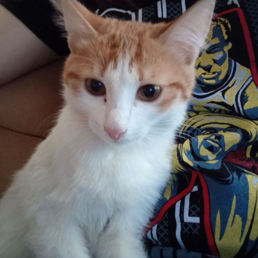 Котенок