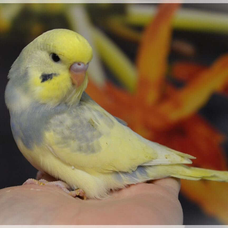 Птенцы волнистых попугаев