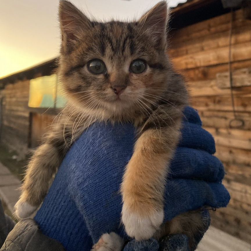 Котёнок в добрые руки