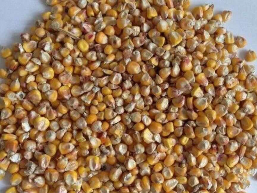 Кукуруза фуражная