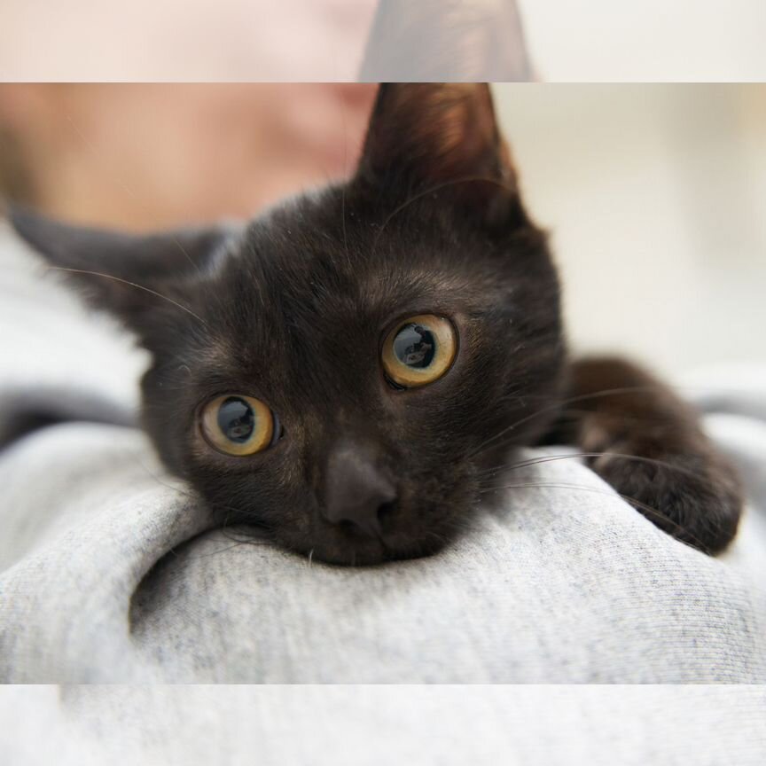 Котёнок в добрые руки