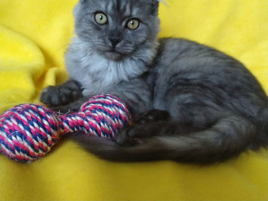 Котенок в добрые руки