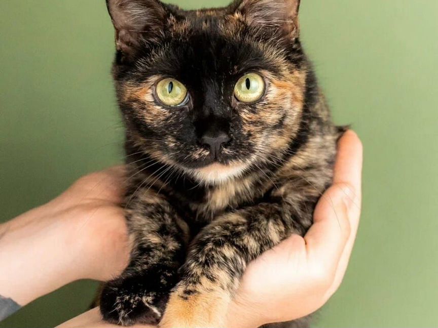 Усатики в добрые руки, в дар