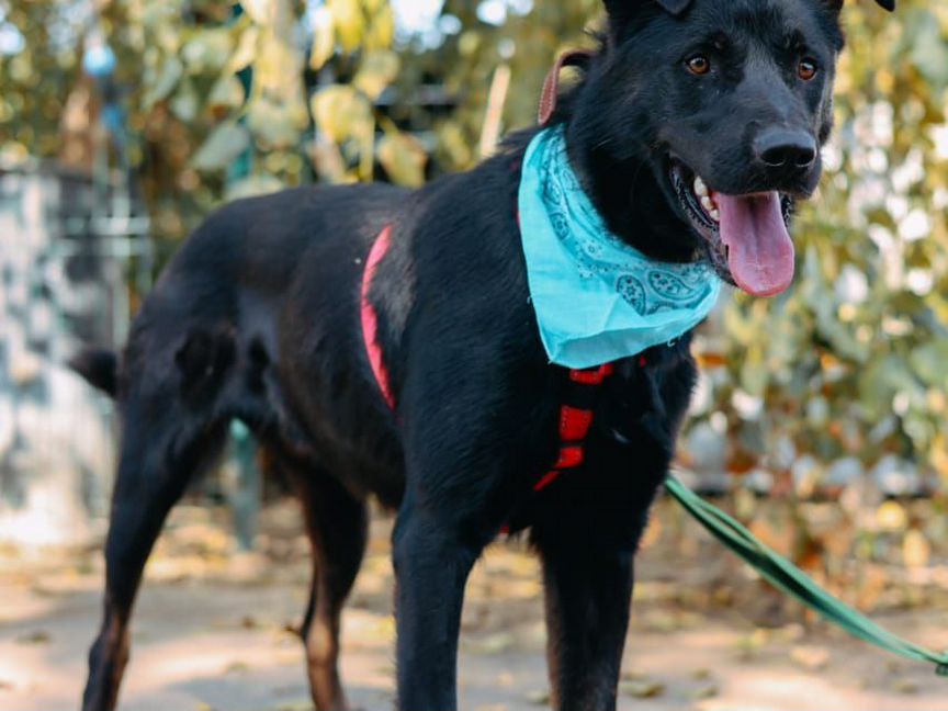 Ищем дом прекрасному песику Снупи