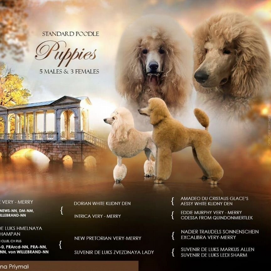 Пудель, щенок