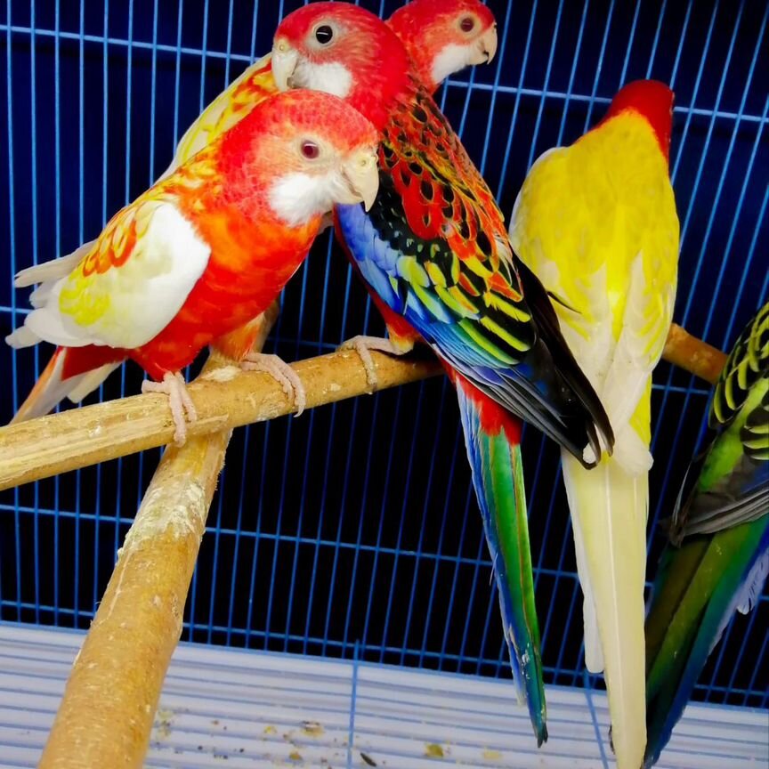 Попугай розелла