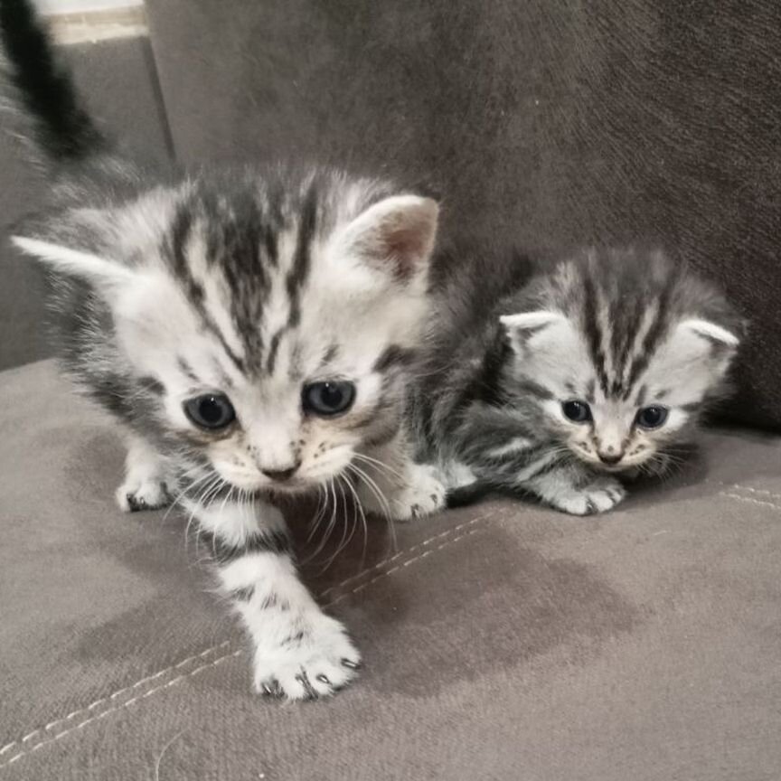 Шотландский вислоухий короткошёрстный котёнок