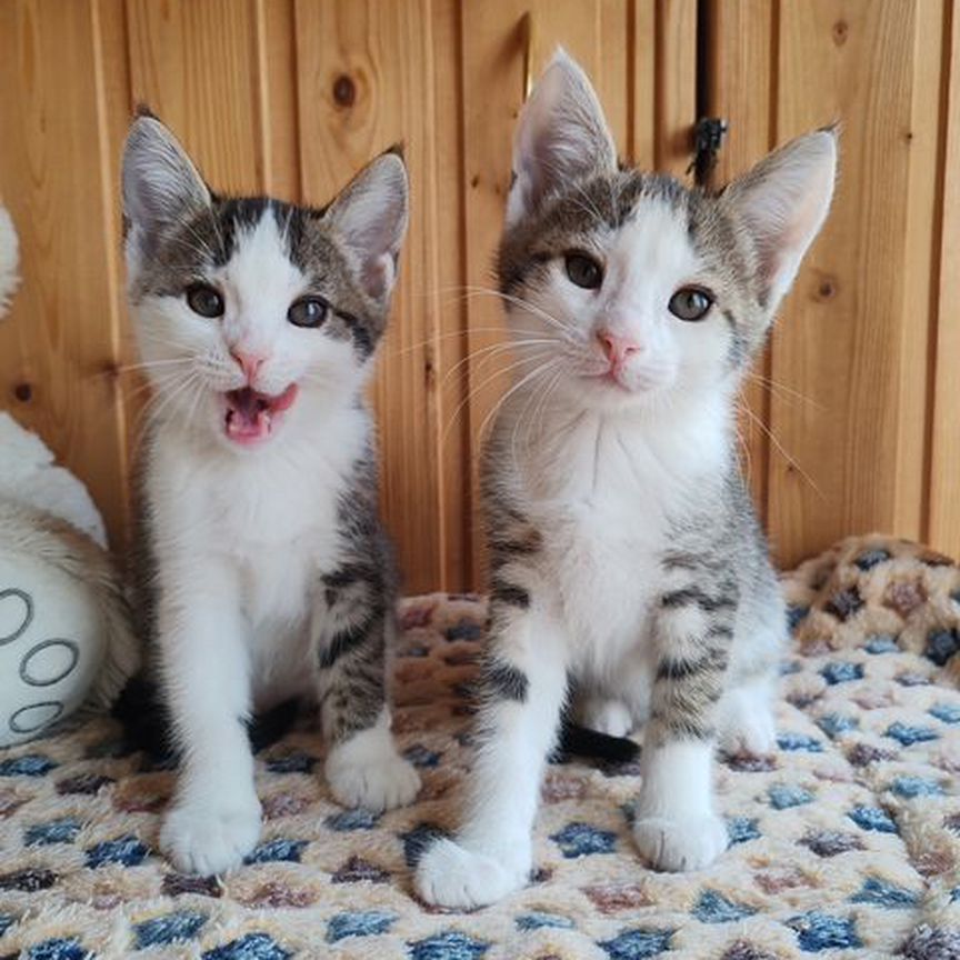 Котята Груша и Дынька