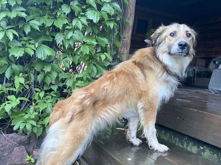 Собака ищет дом. В добрые руки