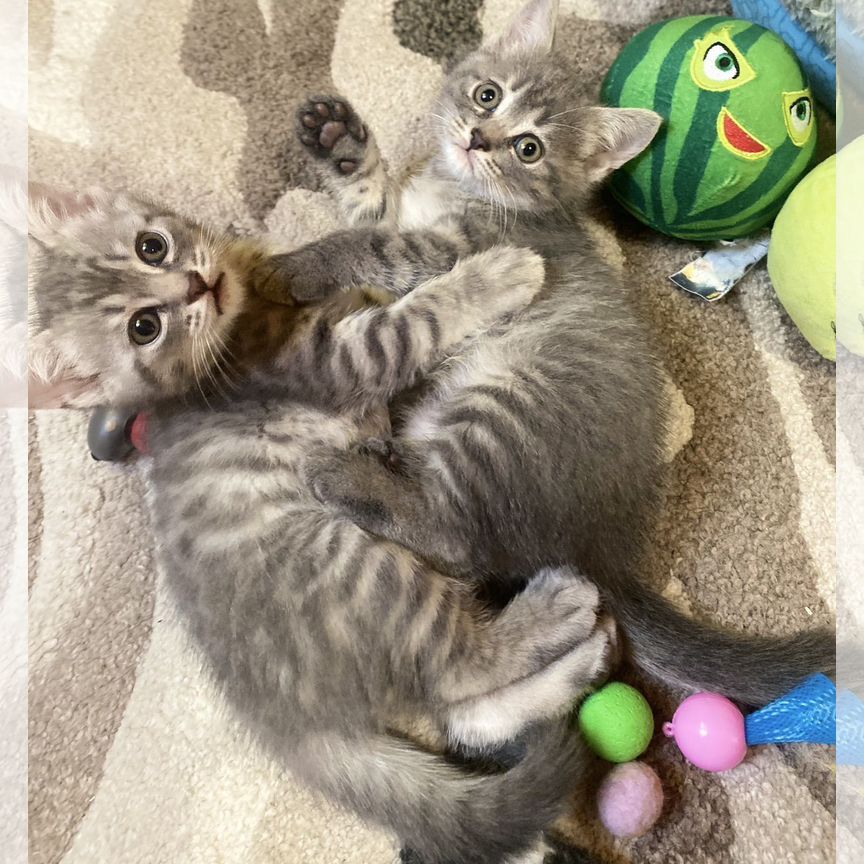 Шотландский прямоухий короткошёрстный котёнок