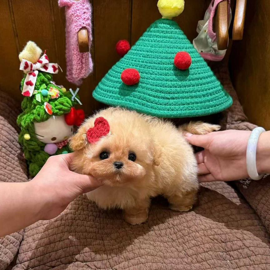 Мальтипу, щенок