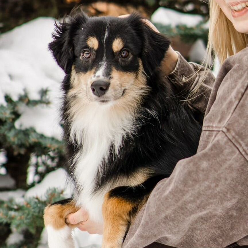 Миниатюрная американская овчарка, щенок