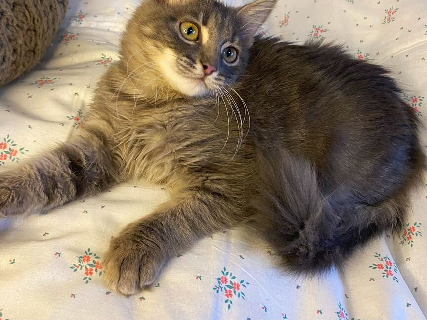 Серый пушистый котенок