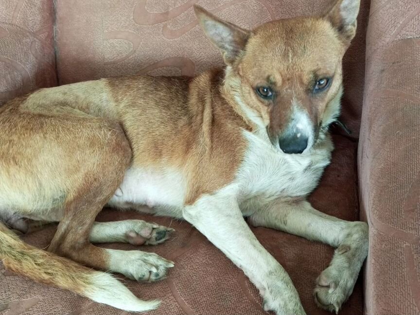 Пристраиваем в самые добрые и любящие руки