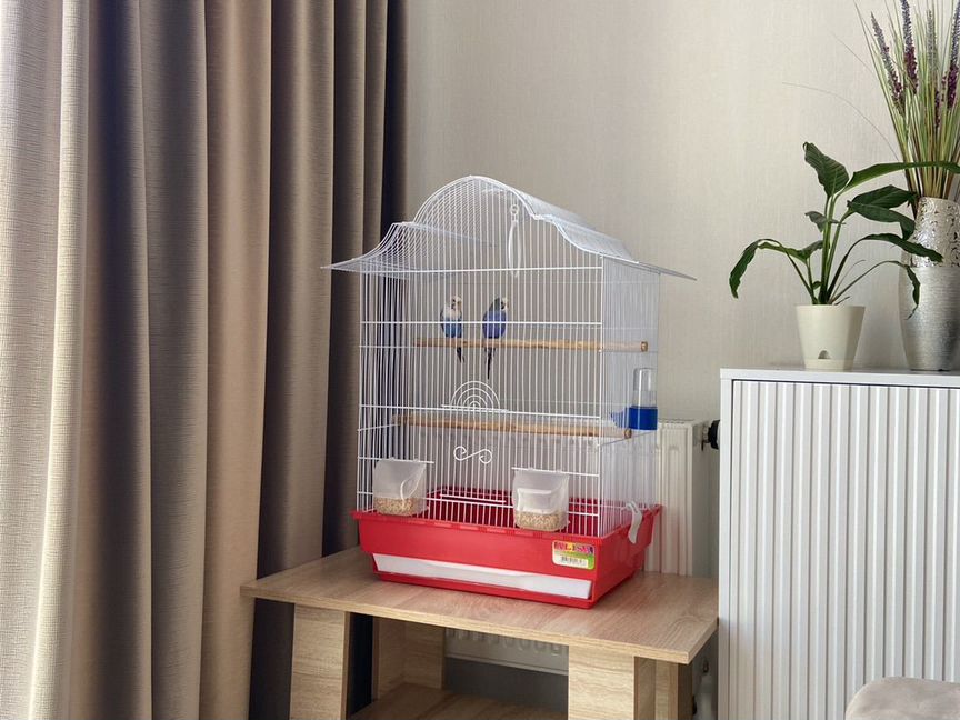 Волнистый попугай с клеткой